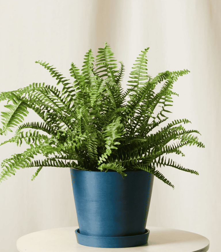 Parlor Palm Care: The Low Light Palm That's Safe for Everyone ...