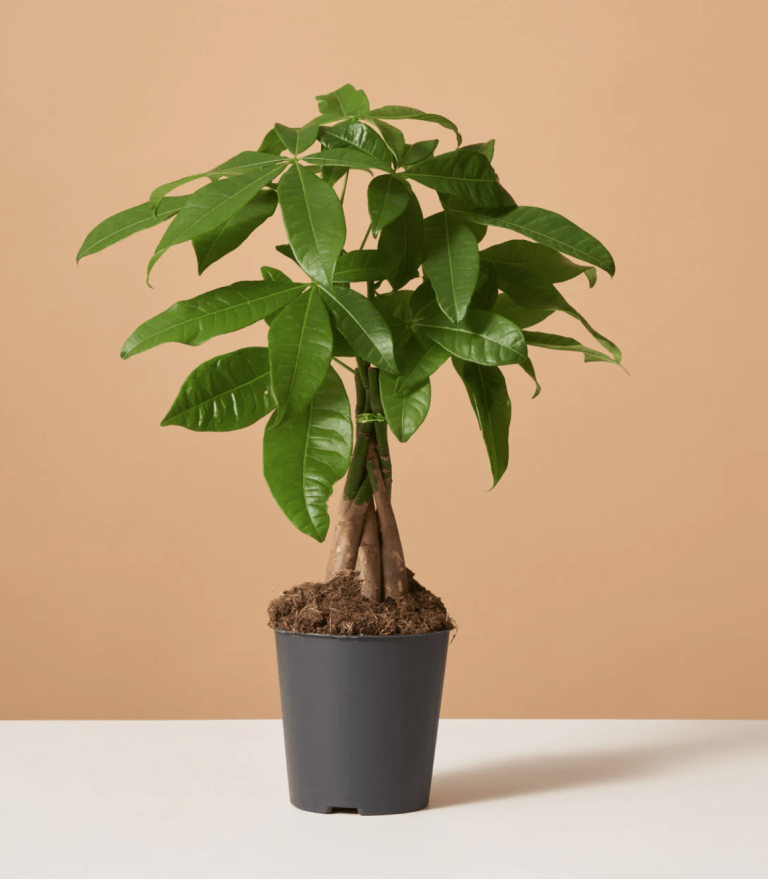 White Monstera Deliciosa: care - Houseplants Nook