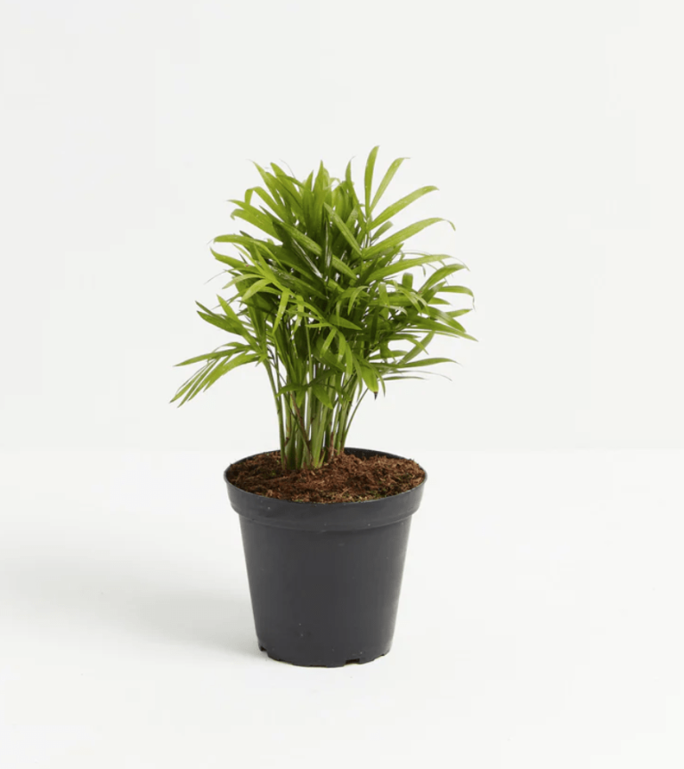 Parlor Palm Care: The Low Light Palm That's Safe for Everyone ...