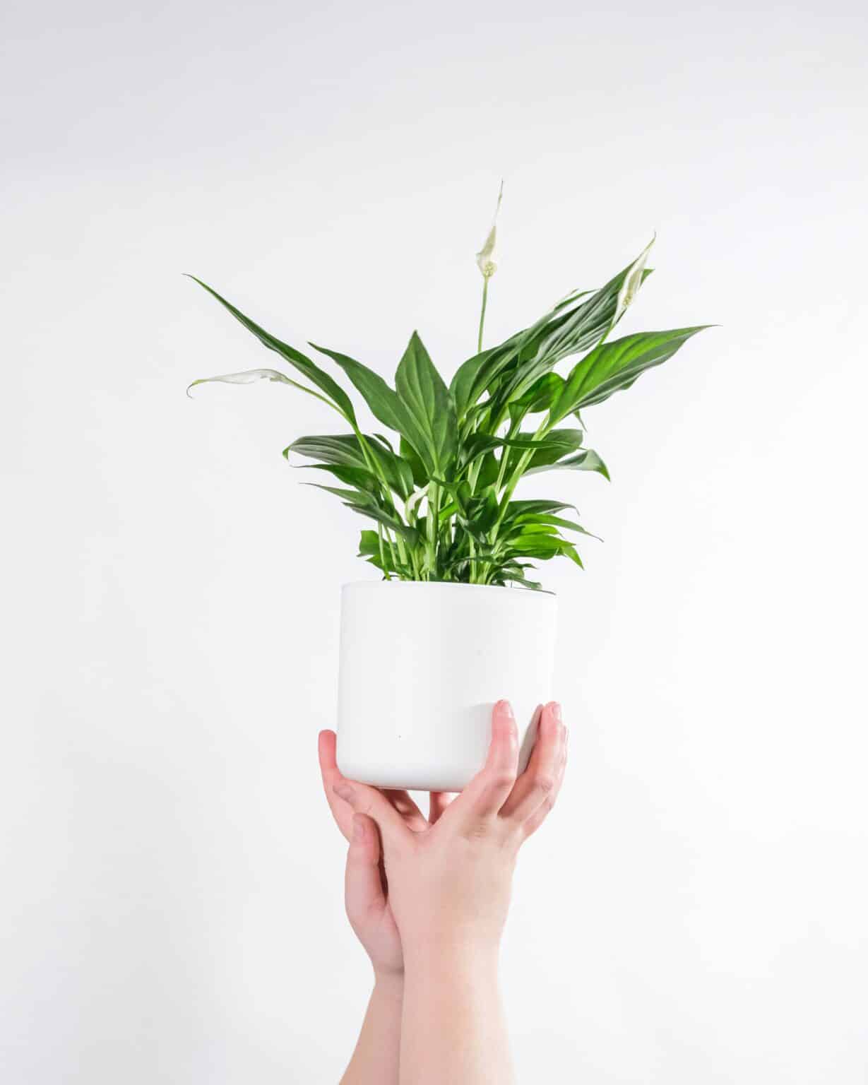 50 oxygen producing Indoor Plants (ranked by output) - Houseplants Nook