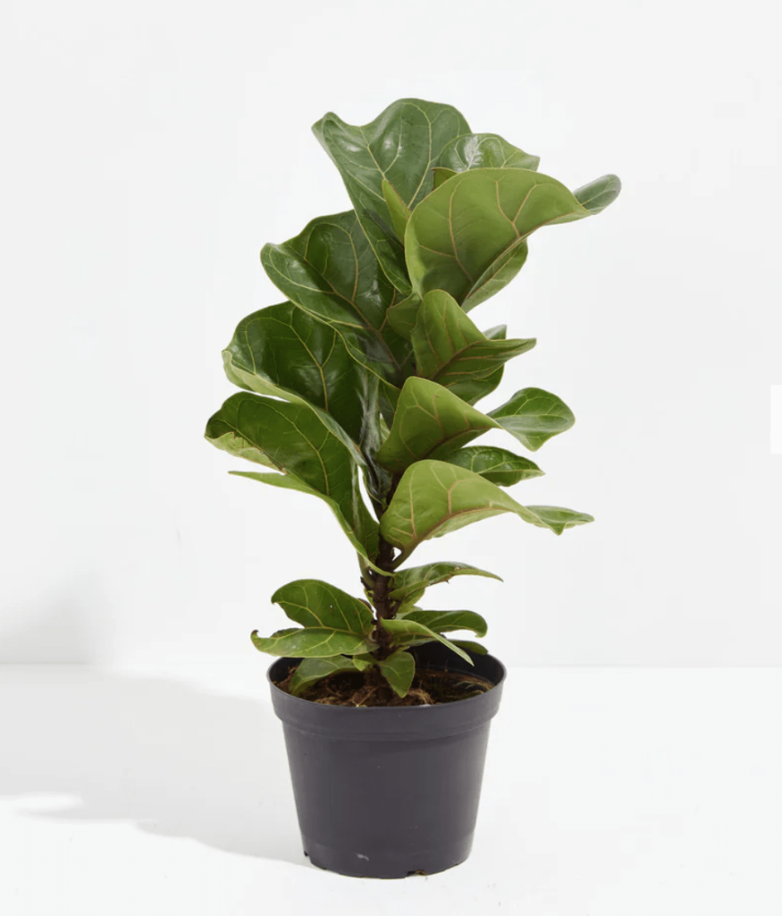 Ultimate fiddle leaf fig care guide - Houseplants Nook