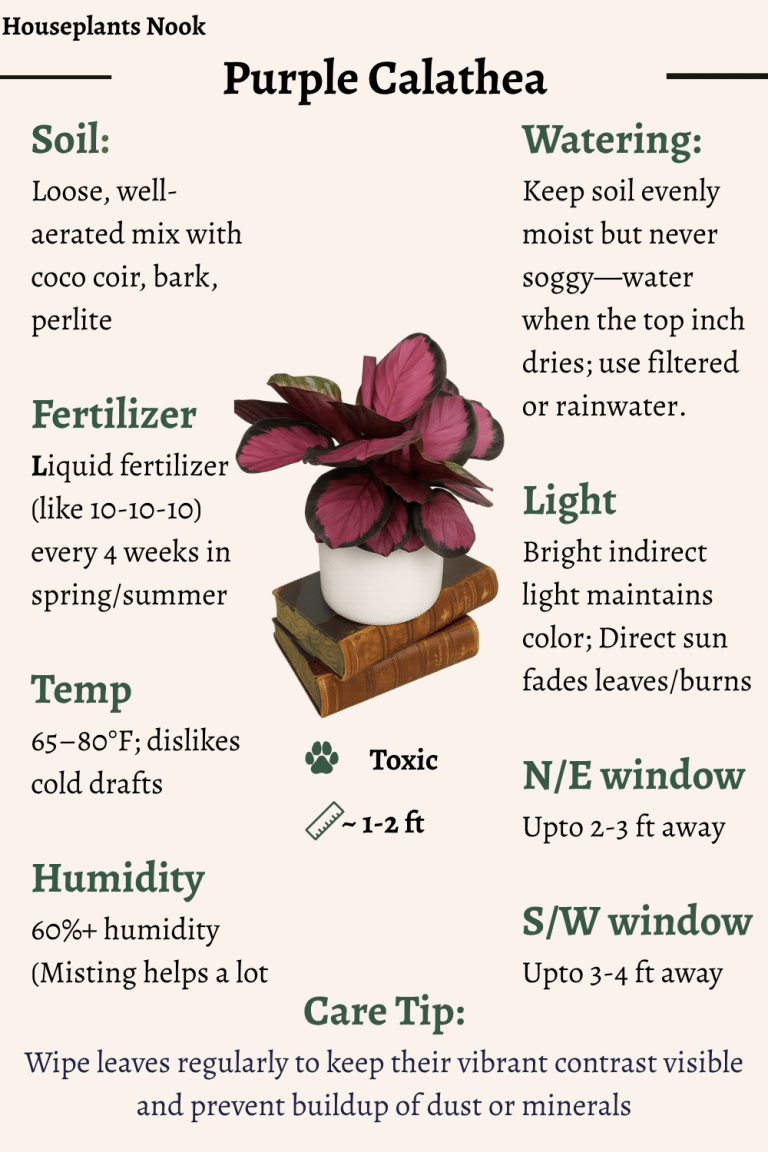 Purple Calathea: Care Guide for Every Purple Variety - Houseplants Nook