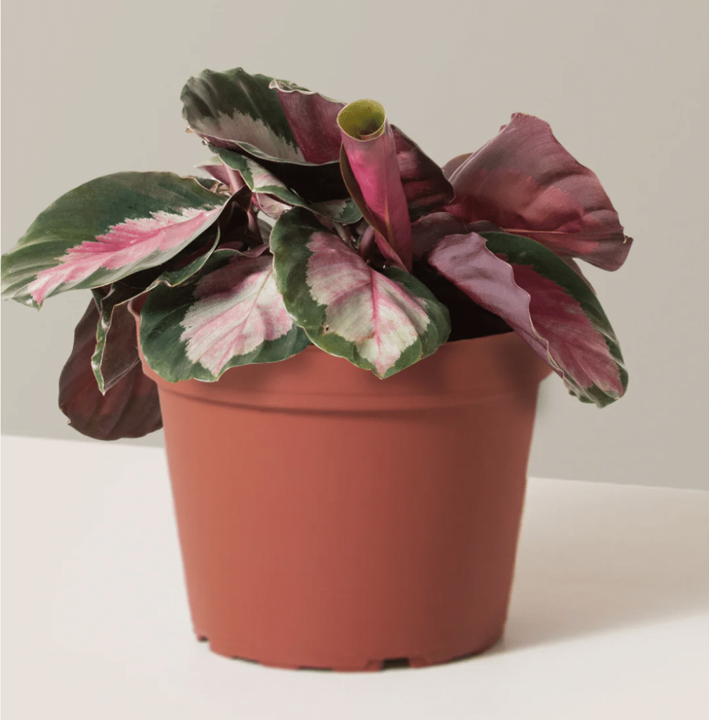 Purple calathea: care and styling guide - Houseplants Nook