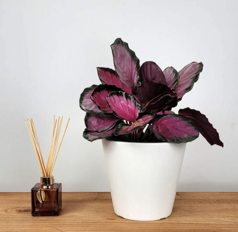 Purple calathea: care and styling guide - Houseplants Nook