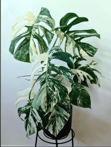 White Monstera Deliciosa: care - Houseplants Nook