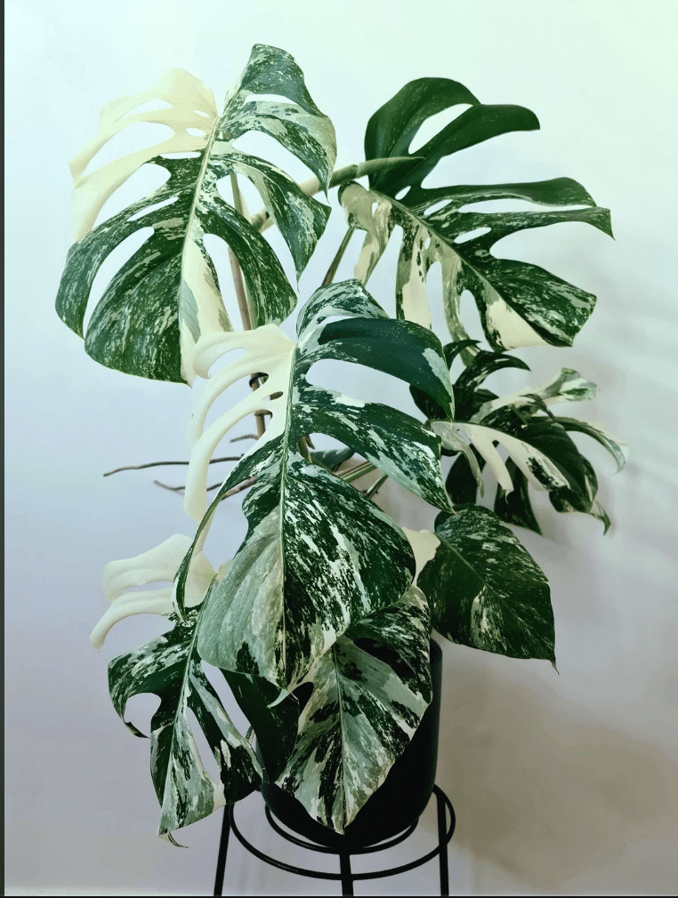White Monstera Deliciosa: care - Houseplants Nook