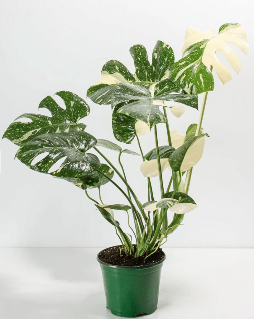 White Monstera Deliciosa: care - Houseplants Nook