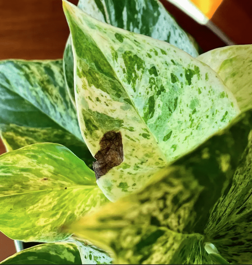 Brown Spots On Pothos Leaves