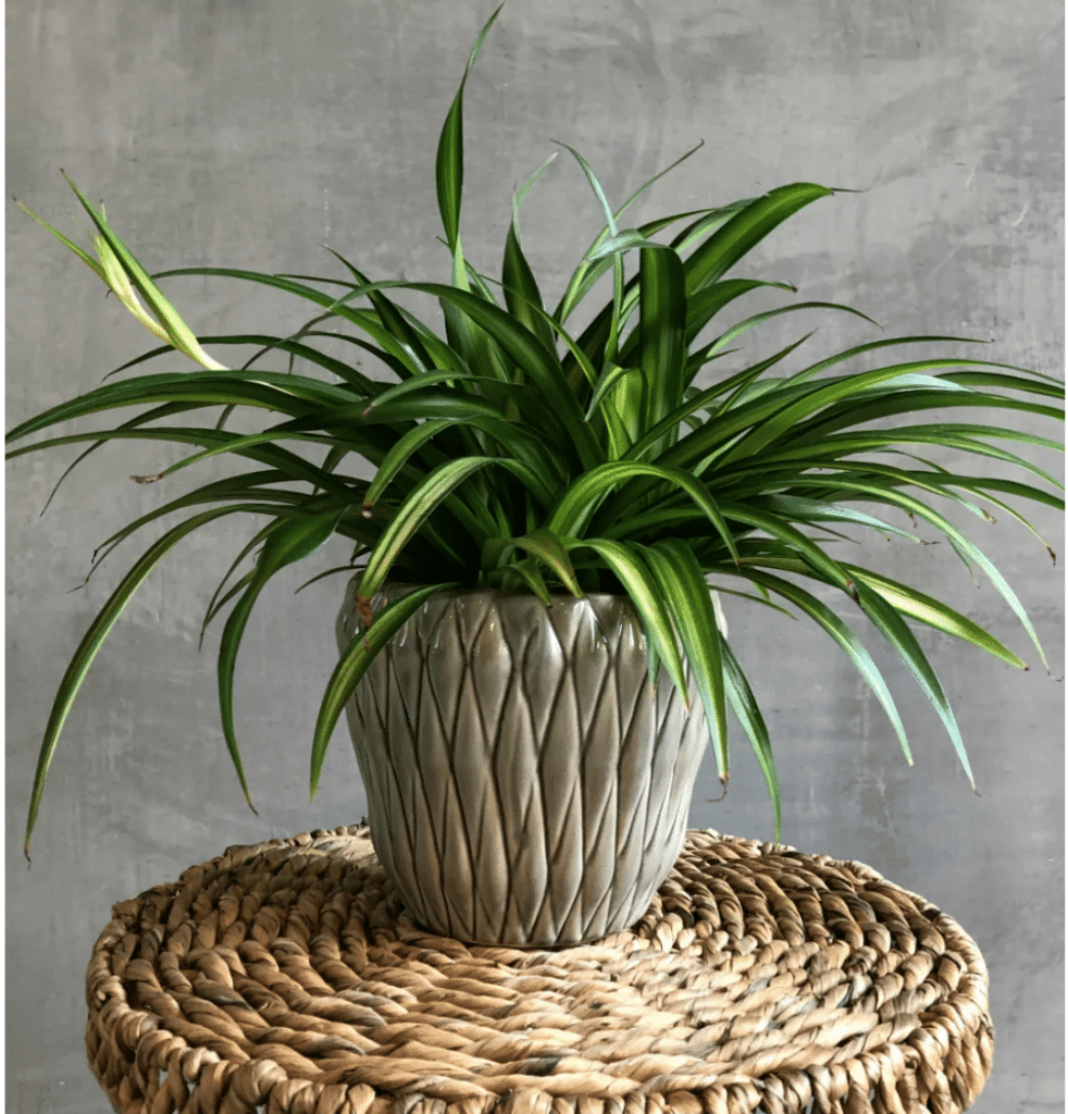 Hawaiian Spider Plant Care guide to lush and curly leaves - Houseplants ...