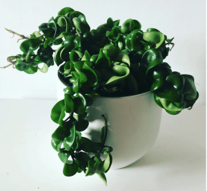 Hoya Rope Plant Care: The Complete Hindu Rope Guide - Houseplants Nook