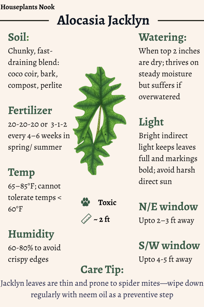 Alocasia Jacklyn Care: The Complete Indoor Guide - Houseplants Nook