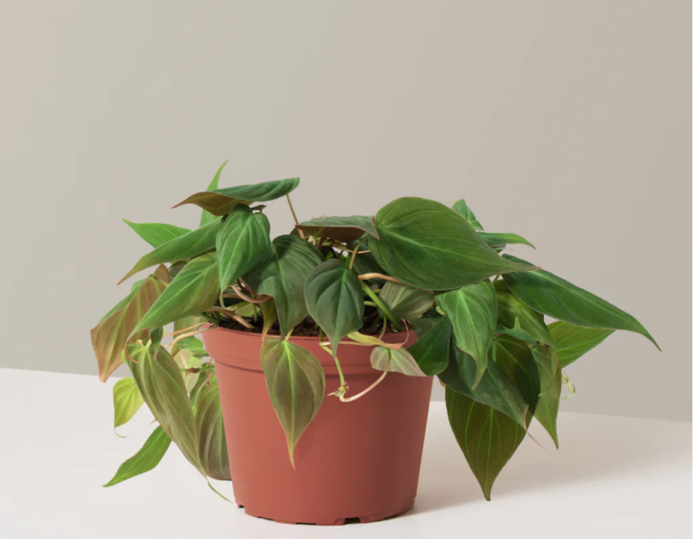 philodendron micans: care and styling guide - Houseplants Nook