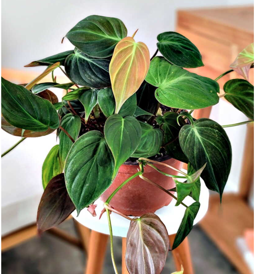 philodendron micans: care and styling guide - Houseplants Nook