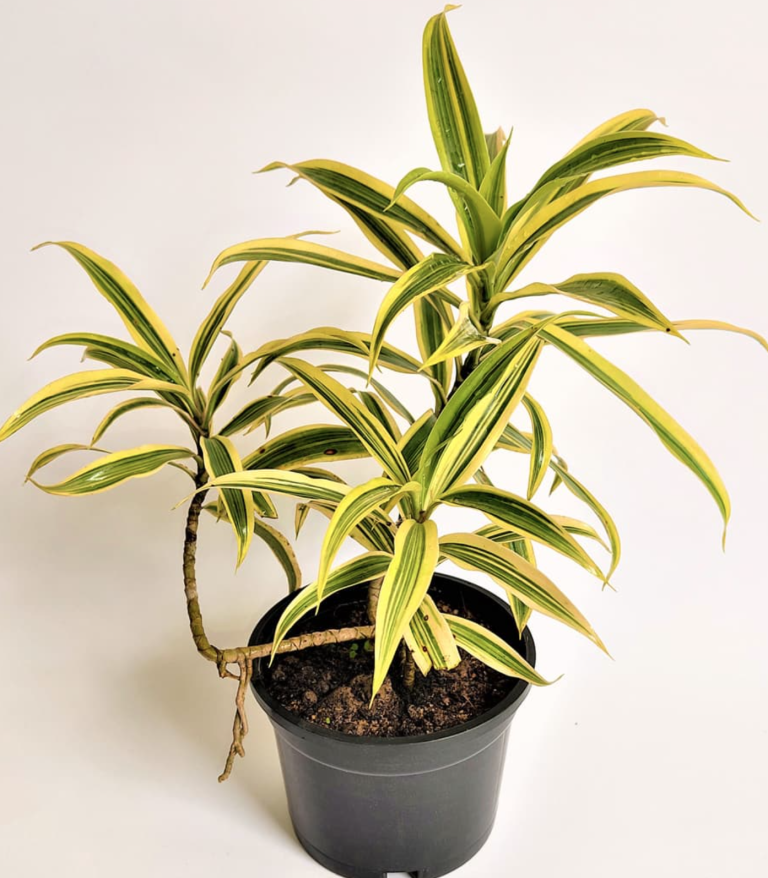Ultimate monstera Deliciosa care guide - Houseplants Nook