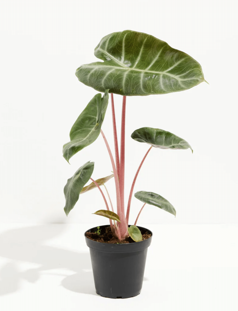 Alocasia Pink Dragon: care and styling guide - Houseplants Nook