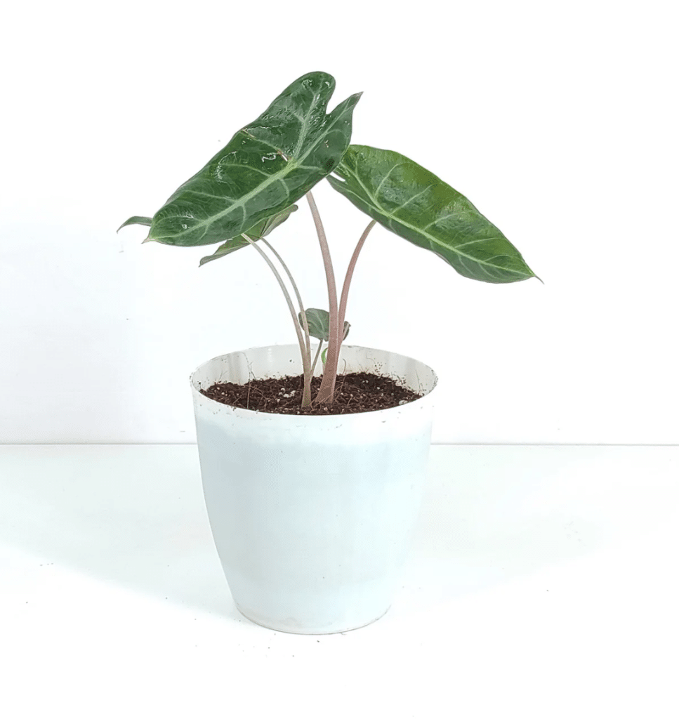 Alocasia Pink Dragon care: How to Keep Those Pink Stems Vivid ...