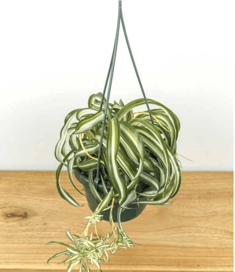 Curly Spider Plant Care: How to Keep Those Curls Tight - Houseplants Nook