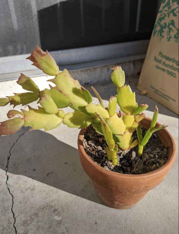 White christmas cactus: care and styling guide - Houseplants Nook