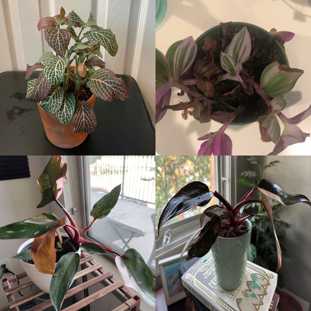 Ultimate guide to Common problems with pink houseplants and how to fix ...