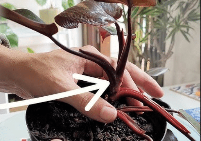 Pink Princess Philodendron Care: Keep the Pink - Houseplants Nook