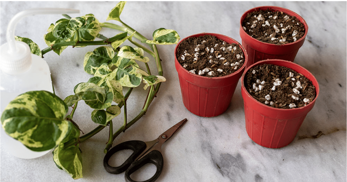 How to Propagate Trailing Houseplants: Step-by-Step Guide - Houseplants ...