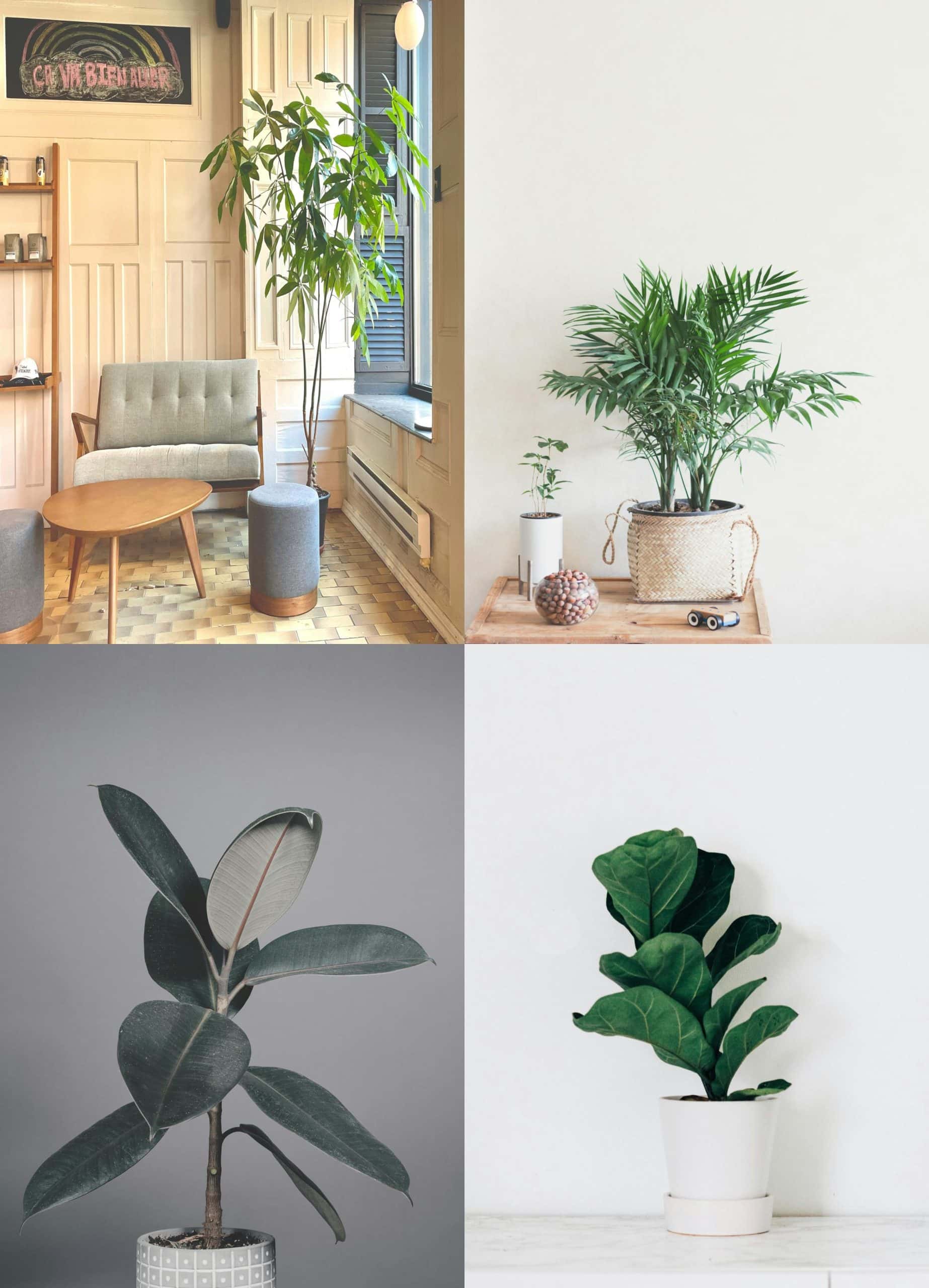 5 Fast Growing Indoor Trees to Fill Your Home with Life (& Where to Buy ...