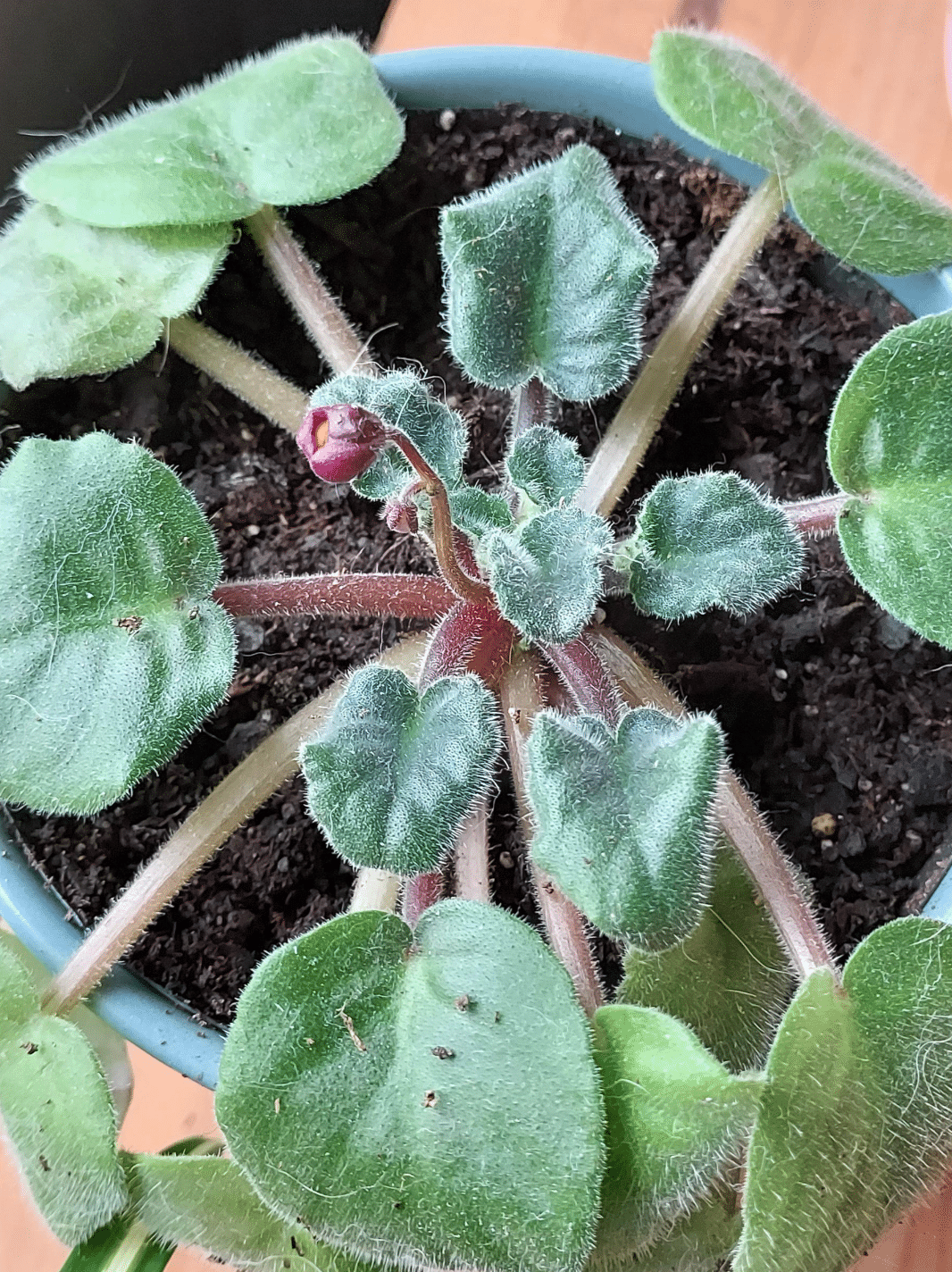 Why Are My Indoor Flowering Plants Losing Their Buds? - Houseplants Nook