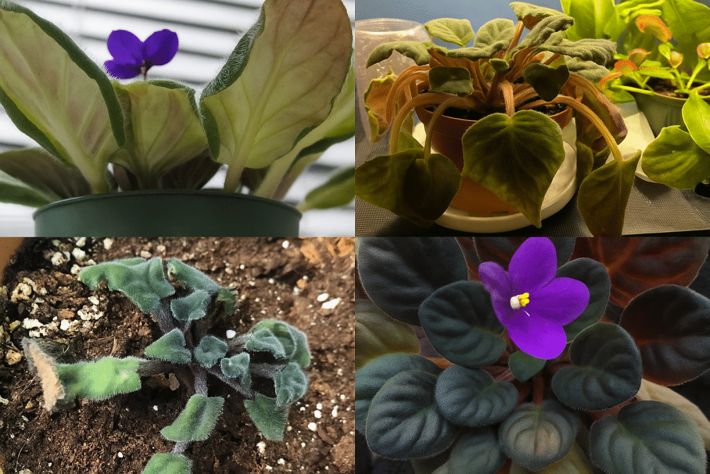 Ultimate African Violet Care Guide - Houseplants Nook