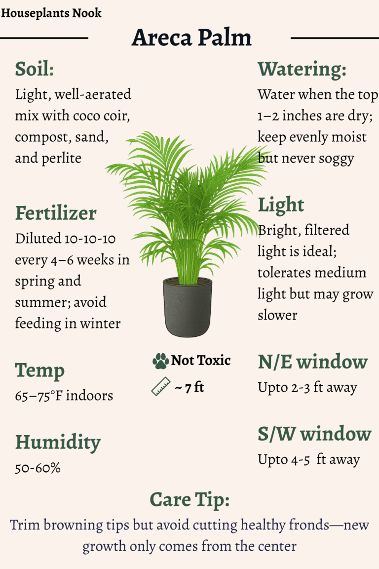 Areca Palm Care: Nature's Best Indoor Humidifier Plant - Houseplants Nook