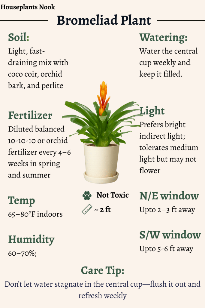 Ultimate Bromeliad care guide - Houseplants Nook