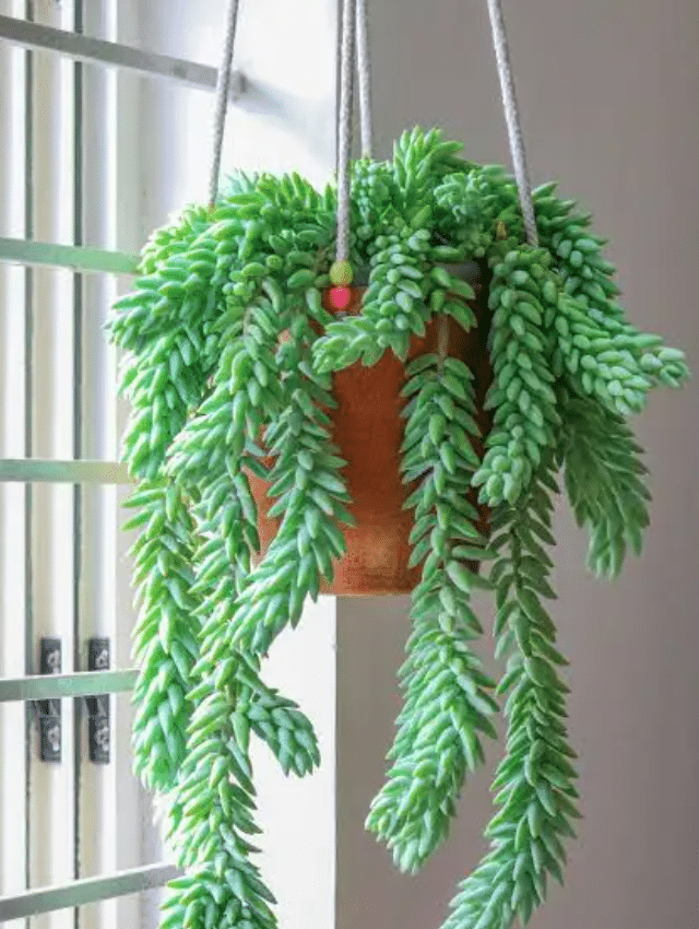 Ultimate string of pearls care guide - Houseplants Nook
