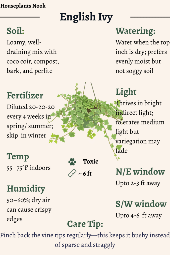 English Ivy Care: How to Grow and Keep It Under Control - Houseplants Nook