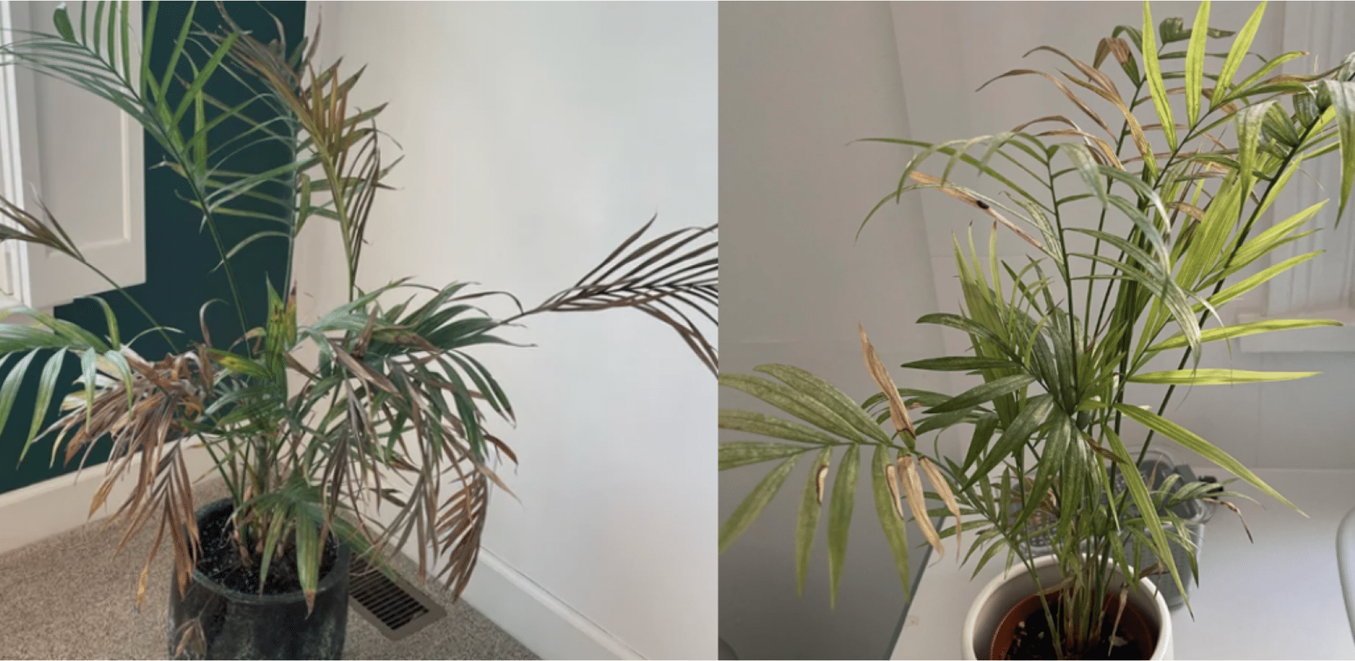 Parlor Palm Care: The Low Light Palm That's Safe for Everyone ...