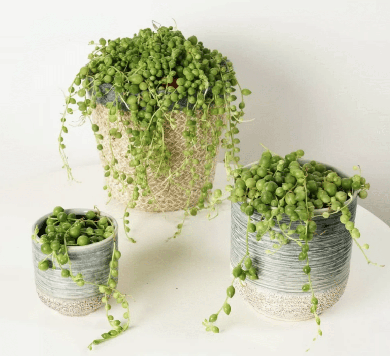 Ultimate string of pearls care guide - Houseplants Nook