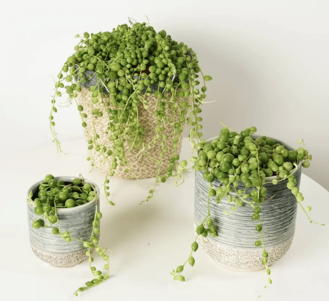 Ultimate string of pearls care guide - Houseplants Nook
