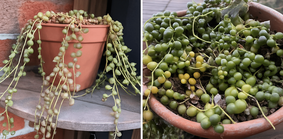 Ultimate string of pearls care guide - Houseplants Nook