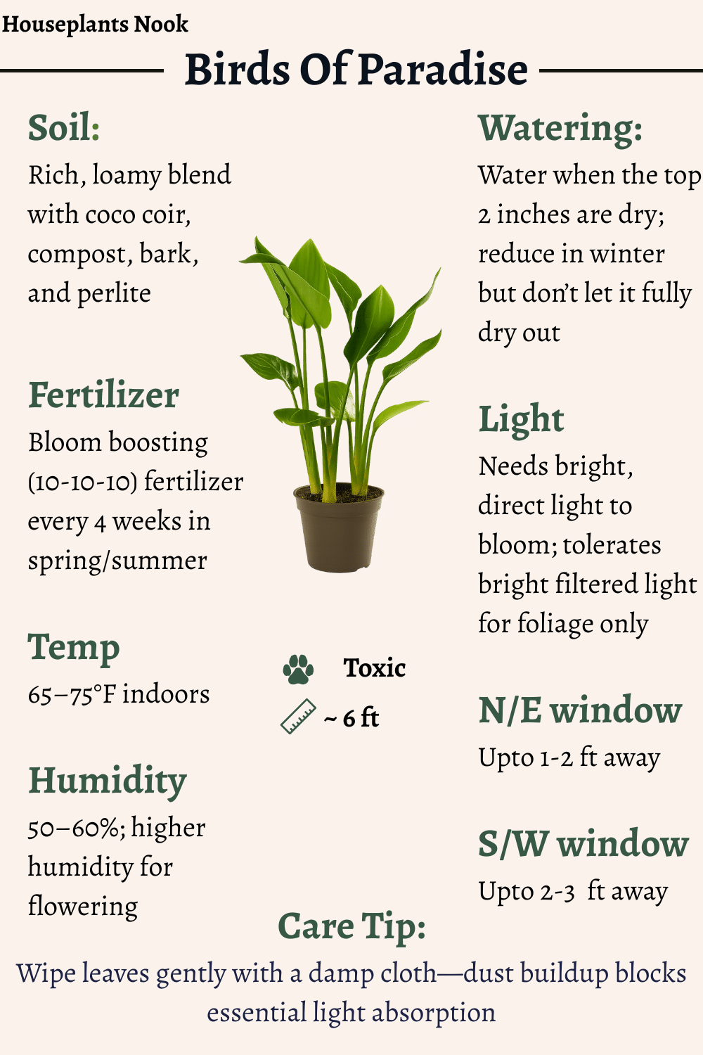 Ultimate Birds Of Paradise care guide - Houseplants Nook