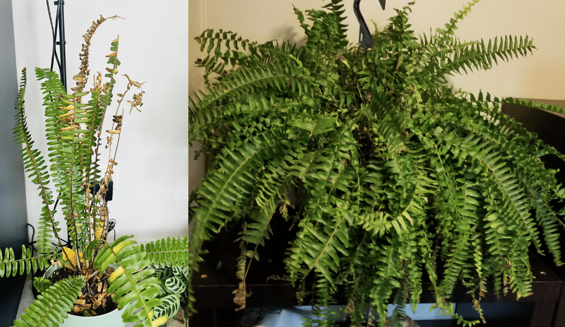 Boston Fern Care: Soil, Watering & Common Problems Solved - Houseplants ...