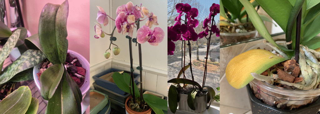 Ultimate Moth Orchid Care Guide - Houseplants Nook