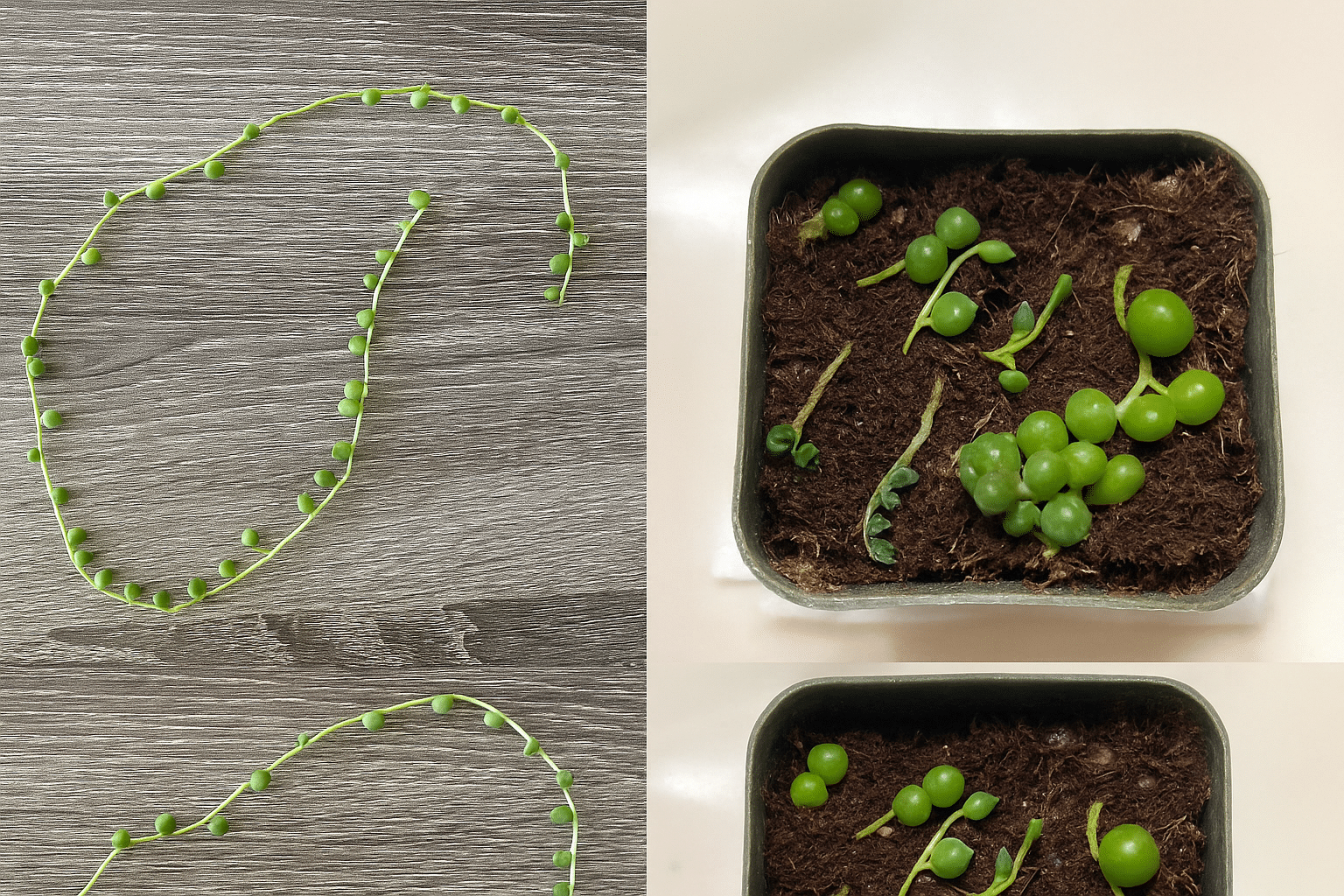 Ultimate string of pearls care guide - Houseplants Nook