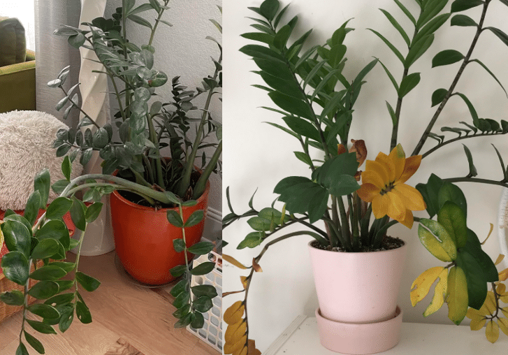 ZZ Plant care: The Unkillable Houseplant growing Guide - Houseplants Nook